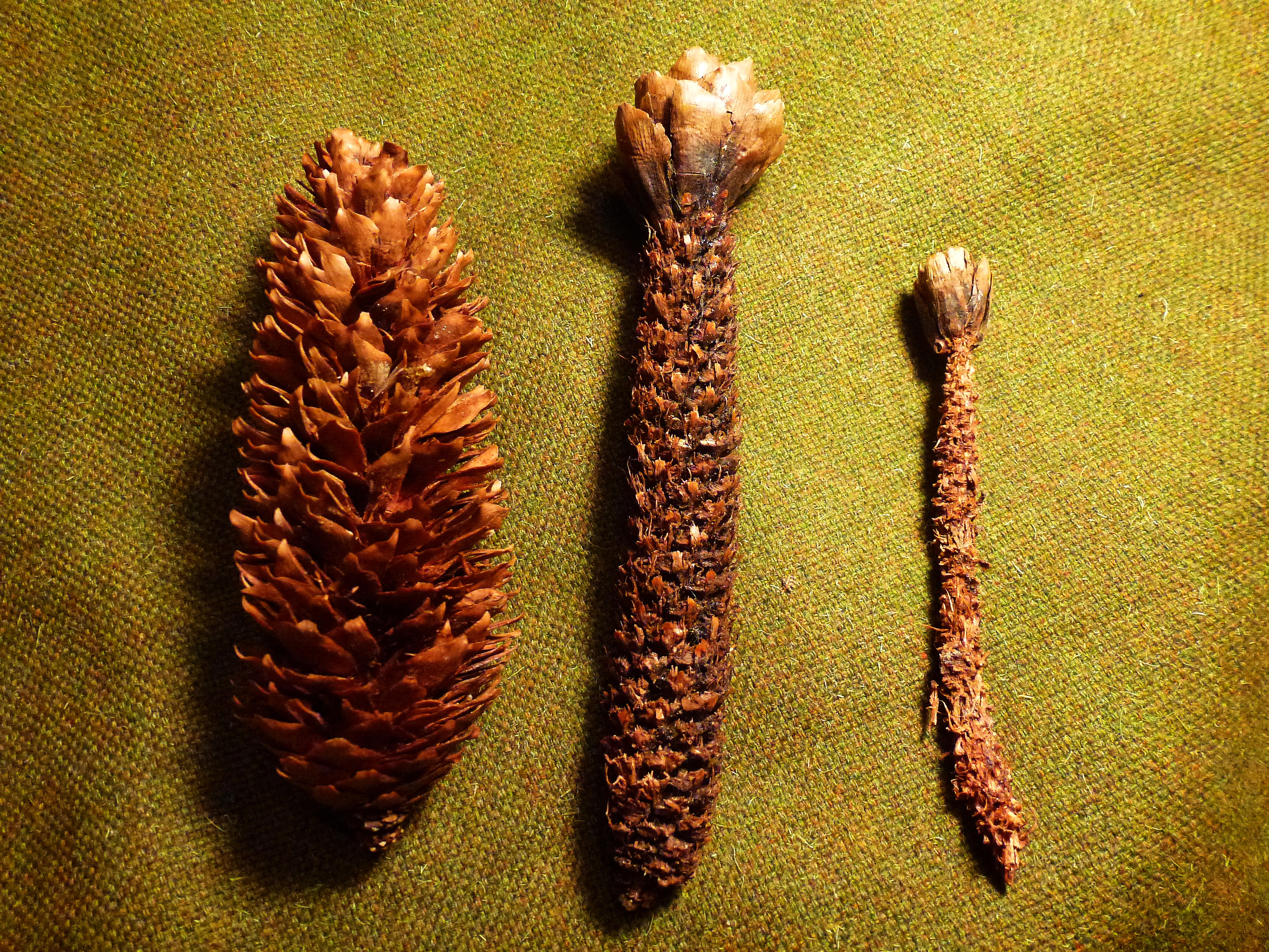 ZAPFEN | Wurzeltrapp Wildnisschule :: Verbindungen zur Natur