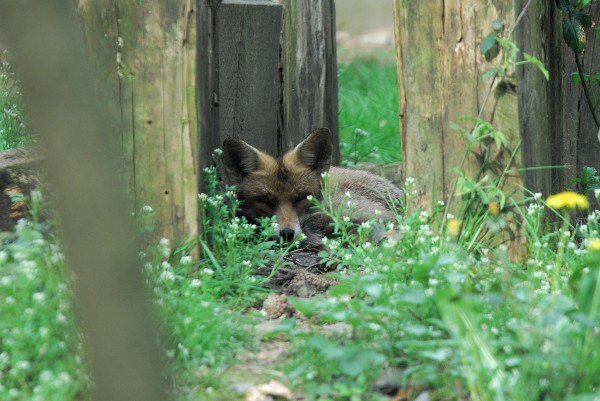 Der Fuchs - Wildtiere und Fährtenkunde