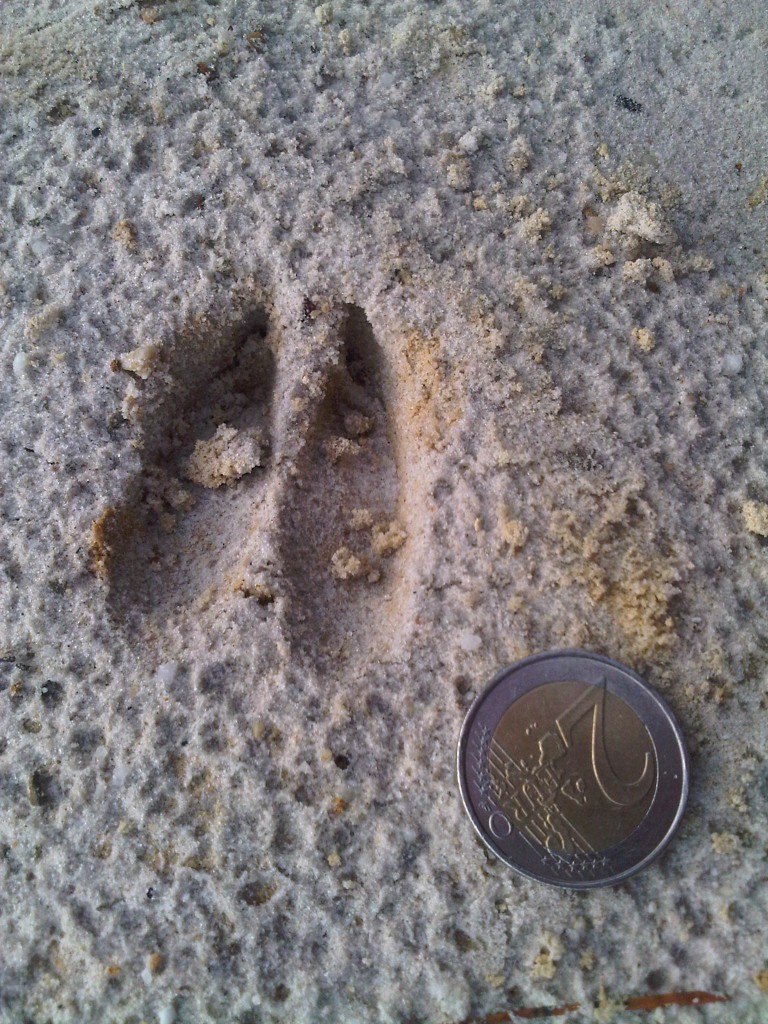 TRITTSIEGEL REH | Wurzeltrapp Wildnisschule